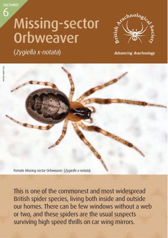 Factsheets and leaflets | British Arachnological Society