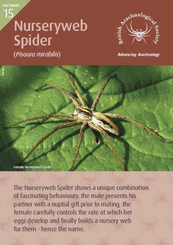 Factsheets and leaflets | British Arachnological Society