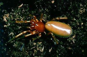 Dysdera crocata | British Arachnological Society