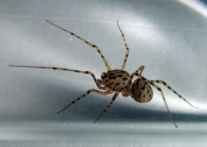 Scytodes thoracica | British Arachnological Society